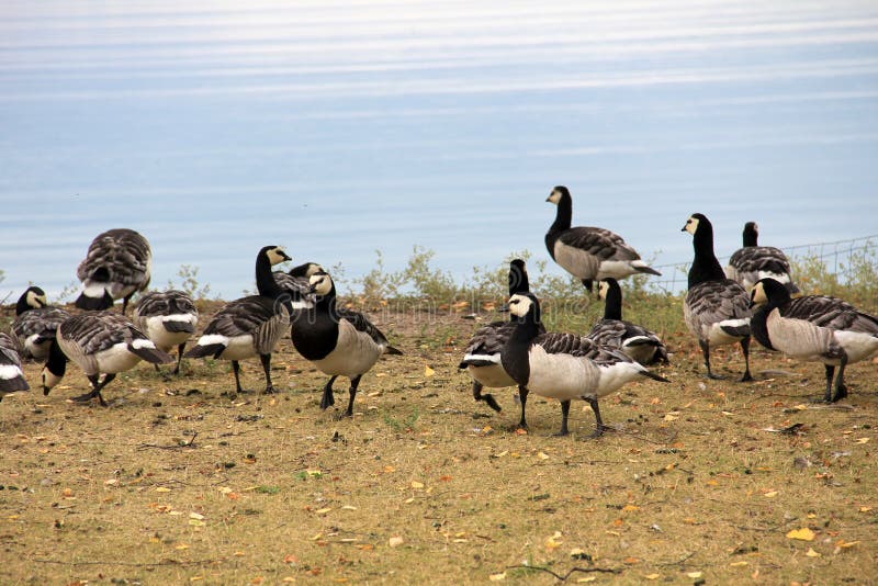 Brant bird four stock photo. Image of antarctic, plumage - 153860790