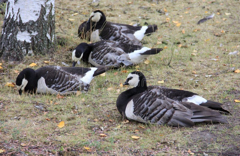 Brant bird six stock image. Image of aquatic, animal - 153860809