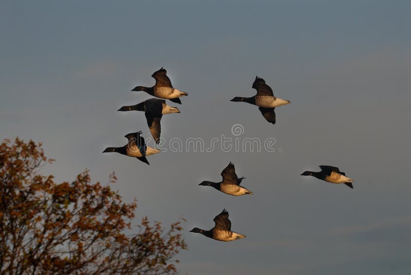 Brant (geese) flying stock photo. Image of brant, group - 16869040