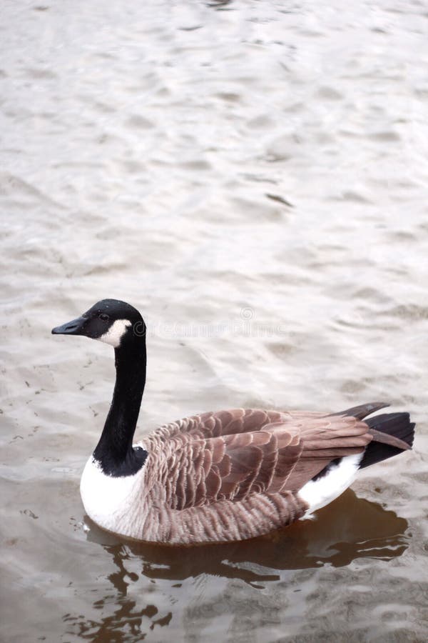 Brant goose stock image. Image of animalsofinstagram - 116813549