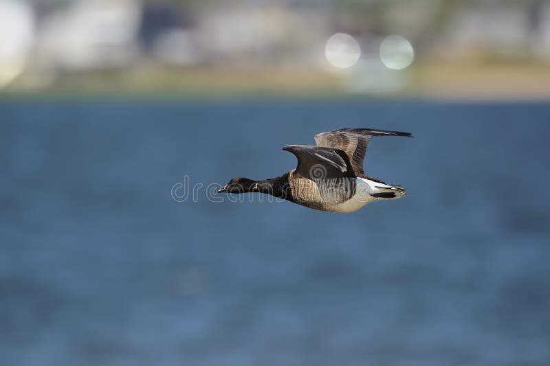 Brant goose in flight stock photo. Image of goose, marsh - 26543148