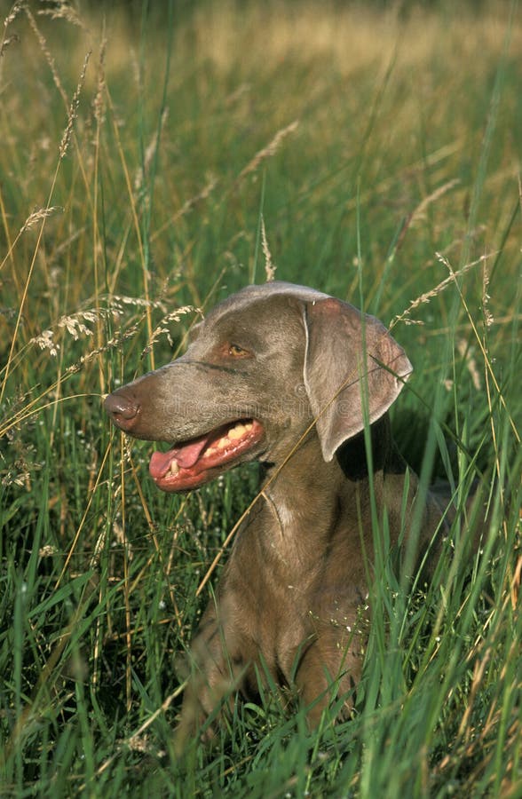 Weimar Pointer Dog Laying in Long Grass Stock Image - Image of animal ...