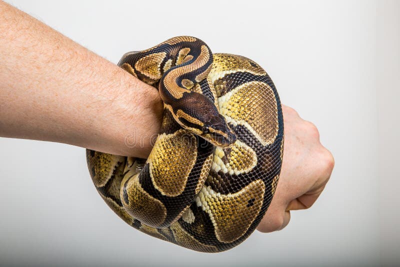 Bras De Serpent : Python Royal Photo stock - Image du pouvoir, reptile ...