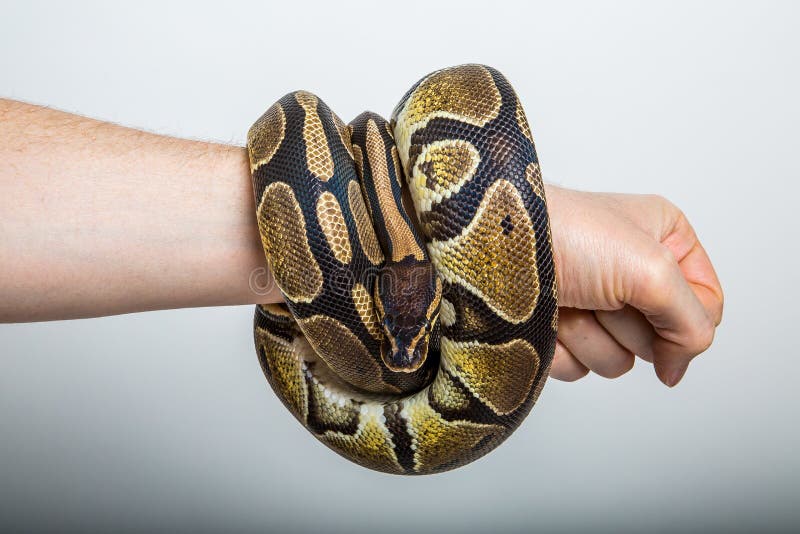 Bras De Serpent : Python Royal Photo stock - Image du animal, python ...