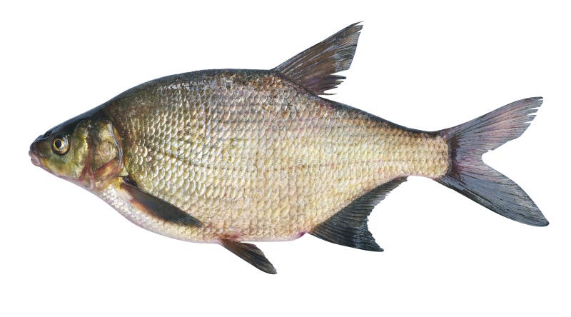 Brasem (Abramis-brama) Op Een Witte Achtergrond Stock Afbeelding ...