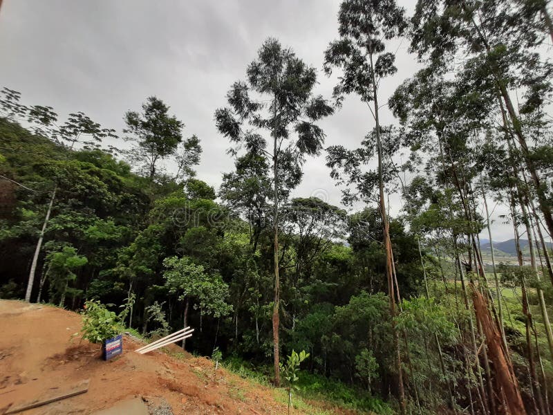 Brasil Nature Green Home Small Place Stock Image - Image of landscape ...