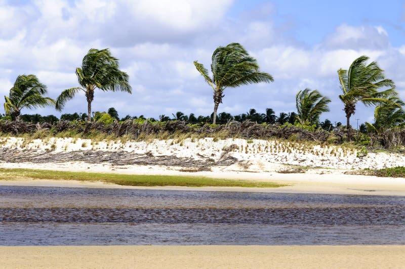 Brasil, Pititinga, Praia Com Palmas Foto de Stock - Imagem de maré ...