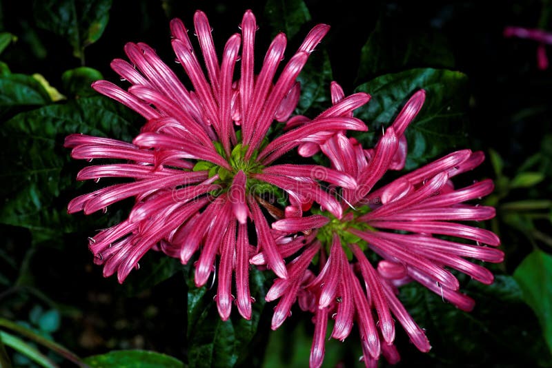 Penacho brasileño foto de archivo. Imagen de planta, plantas - 57495638