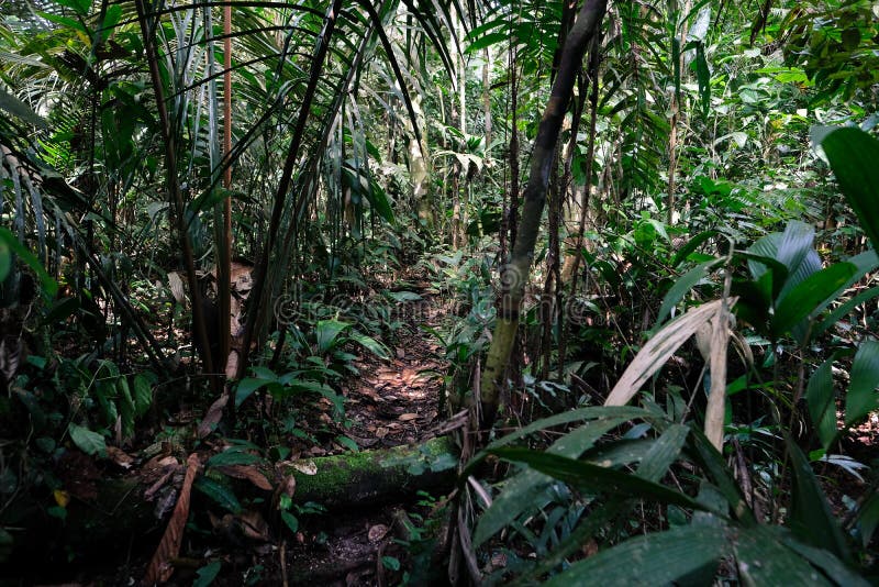 The Brasilian Amazon Rainforest Stock Image - Image of ropes, group ...