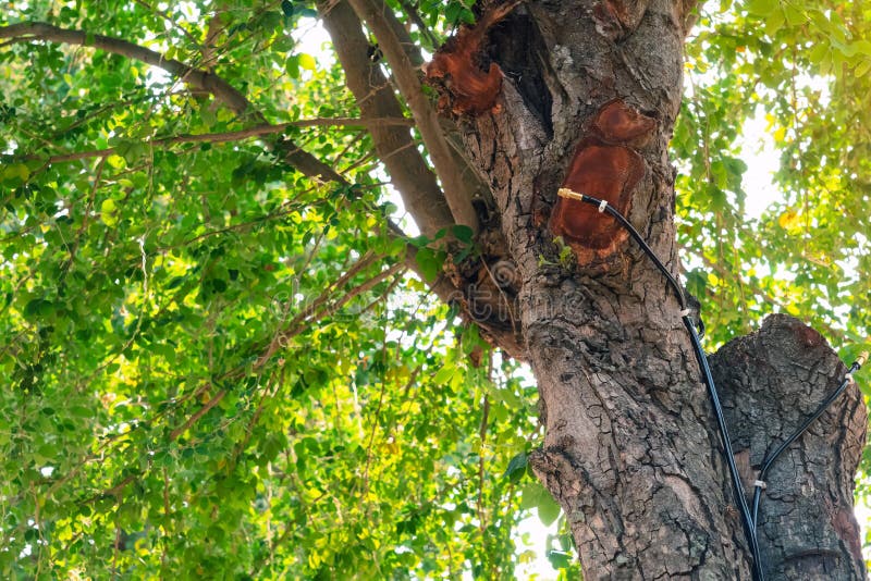 Brass Mist Nozzles Or Sprinklers For Spraying Water Spray On Trees