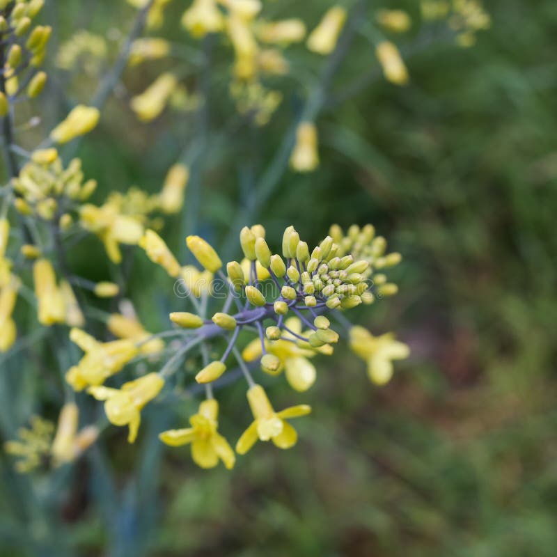 Brassica Oleracea. Flowers of Cabbage Plant Stock Photo - Image of ...