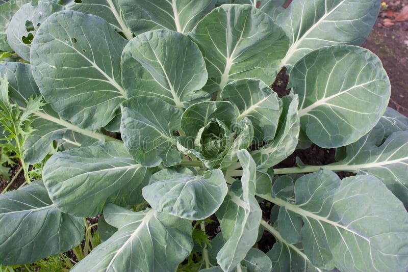 Brassica oleracea stock photo. Image of fresh, growing - 64238574