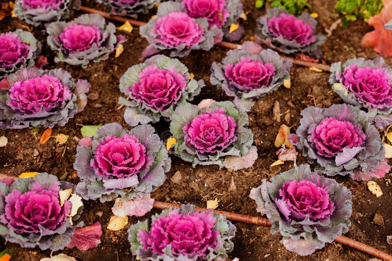 Brassica Oleracea Acephala Plants Stock Image - Image of background ...
