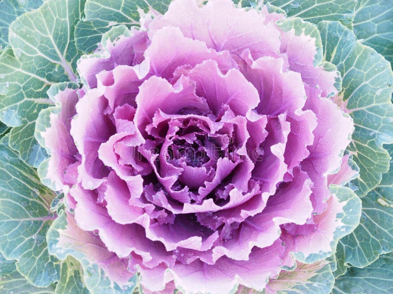 Brassica Oleracea Wonderful Blooming Red Cabbage Stock Photo - Image of ...