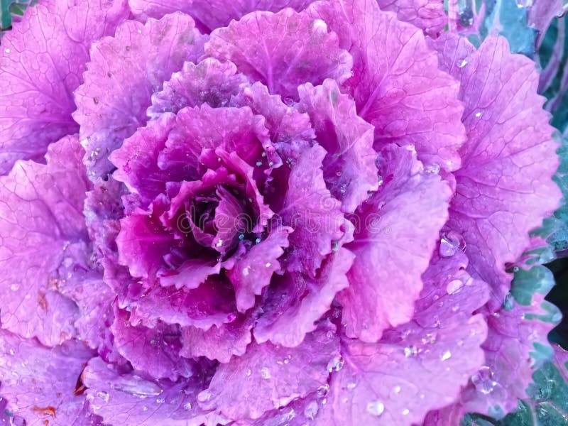 Brassica Oleracea Wonderful Blooming Red Cabbage Stock Photo - Image of ...