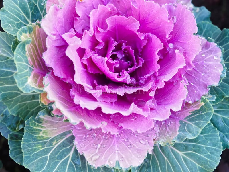 Brassica Oleracea Wonderful Blooming Red Cabbage Stock Photo - Image of ...