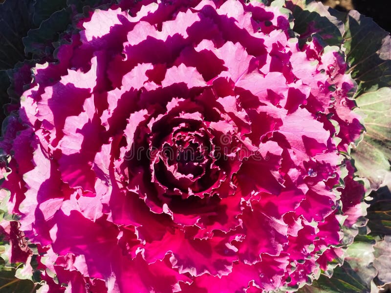 Brassica Oleracea Wonderful Blooming Red Cabbage Stock Photo - Image of ...