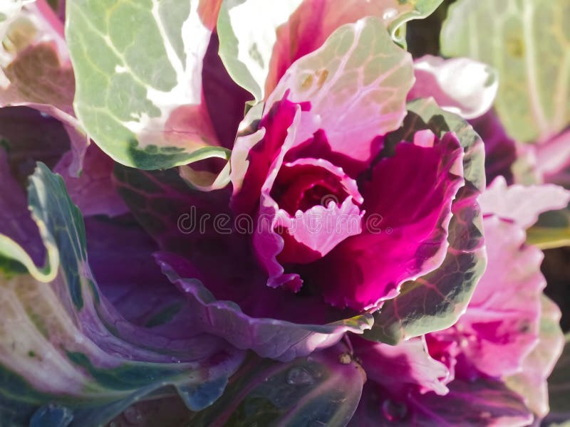 Brassica Oleracea Wonderful Blooming Red Cabbage Stock Photo - Image of ...
