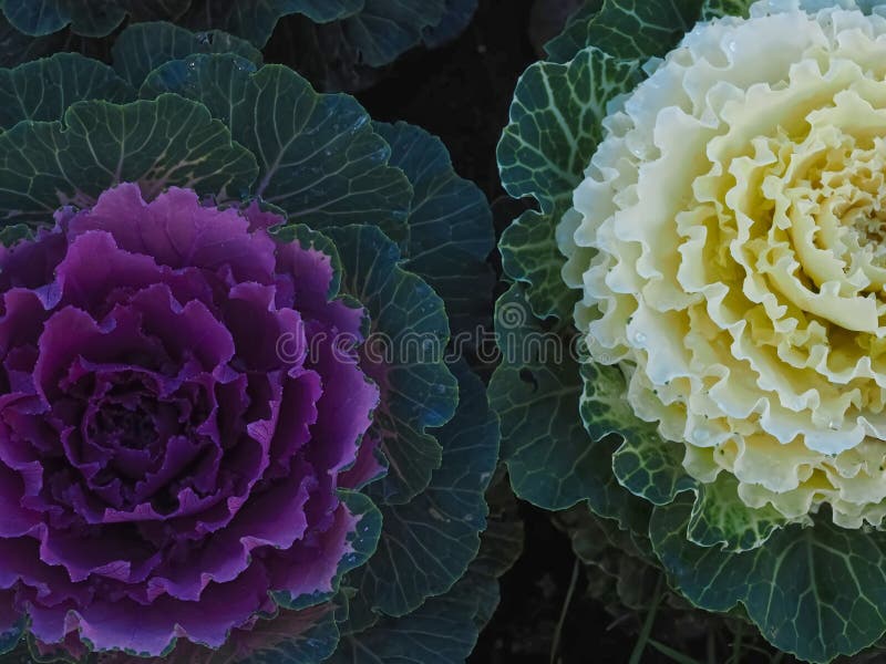 Brassica Oleracea Wonderful Blooming Red and White Cabbage Stock Image ...