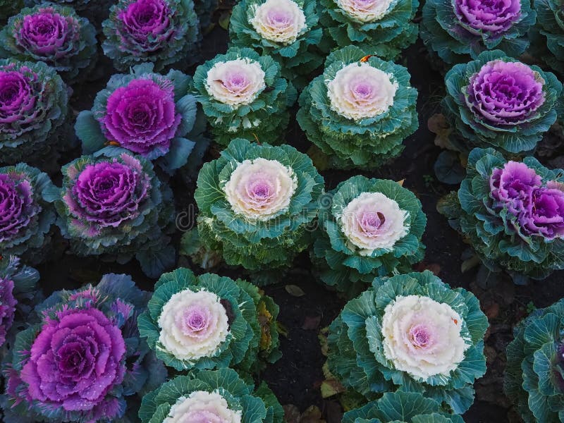 Brassica Oleracea Wonderful Blooming Red and White Cabbage Stock Image ...