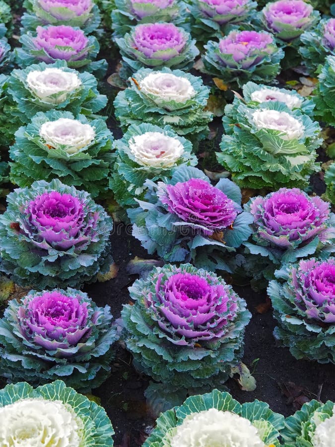 Brassica Oleracea Wonderful Blooming Red and White Cabbage Stock Image ...