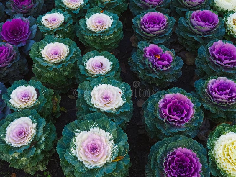 Brassica Oleracea Wonderful Blooming White Cabbage Stock Image - Image ...