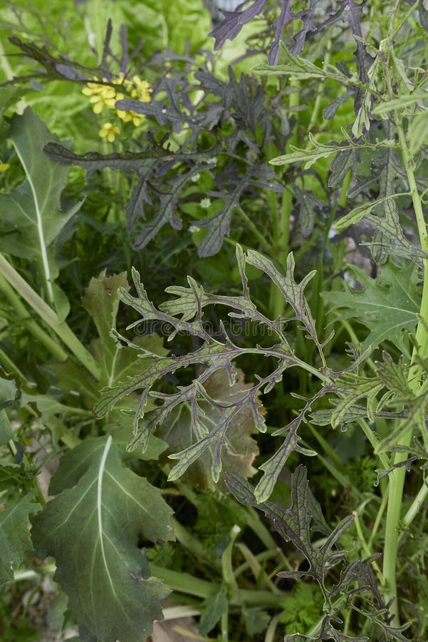 Brassica rapa close up stock photo. Image of background - 247846120