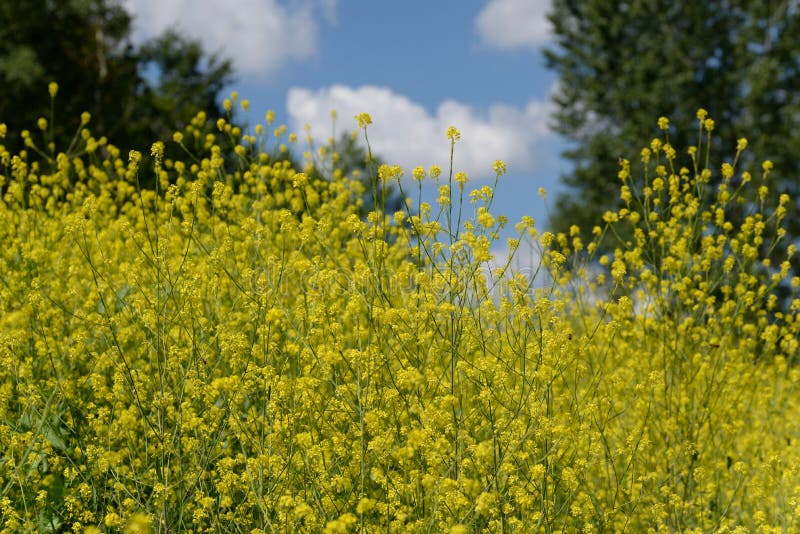Brassica Rapa Subsp. Pekinensis, Vegetables Harvested Stock Image ...