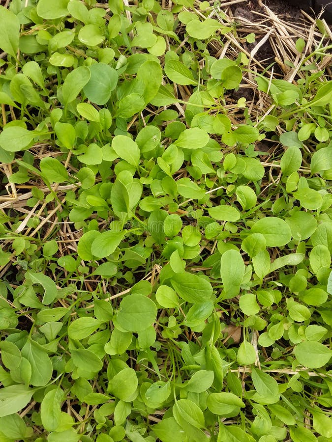 Brassica Rapa Plants in Nature Garden Stock Image - Image of brassica ...