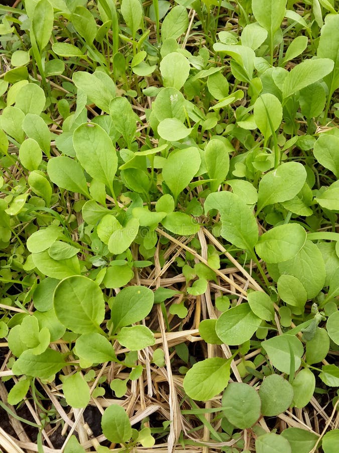 Brassica Rapa Plants in Nature Garden Stock Image - Image of spout ...