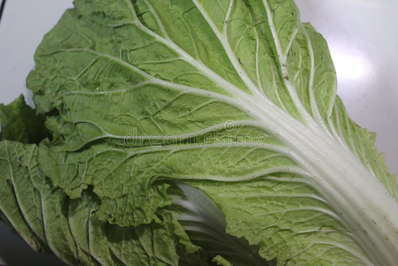 Brassica Rapa Subsp. Pekinensis Stock Photo - Image of brassica ...