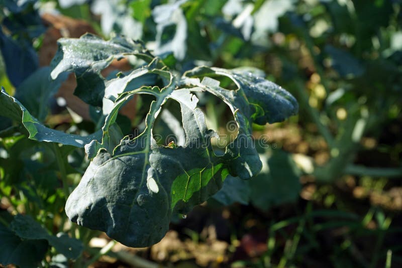 Brassica Vegetable Leaf Damage from Worm Stock Photo - Image of green ...