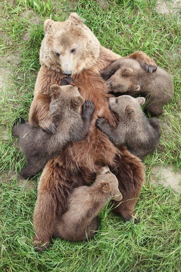 Braunbär mit Babys stockbild. Bild von entzückend, familie - 37436457
