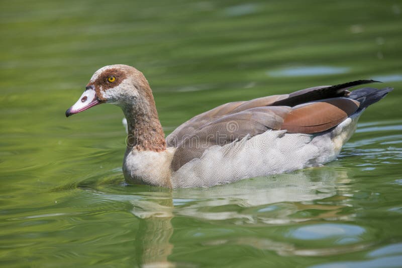 BRAUNE ENTE stockbild. Bild von porträt, schnabel, exotisch - 60581551