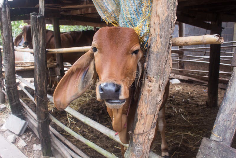 Braune Kuh stockfoto. Bild von frech, stall, rindfleisch - 135645218