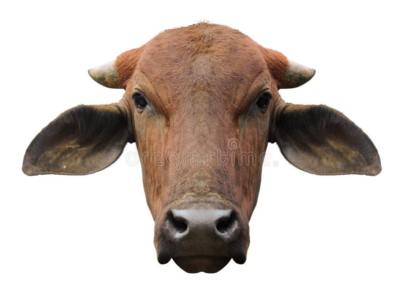 Braune Kuh stockfoto. Bild von getrennt, tier, bauernhof - 85291816