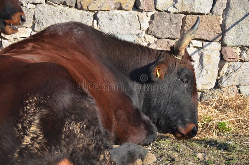 Braune Kuh im Betrieb stockfoto. Bild von gras, ranch - 169536236