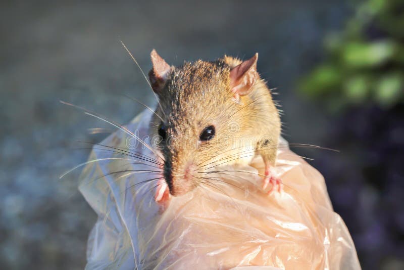 Braune Ratte Oder Rattus Rattus , Tropisches Einzeltier in Thailand ...