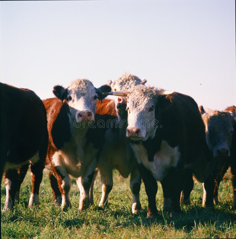 Brauner Rind Hereford Kuh Auf Dem Land Stock Photo - Image of grassland ...