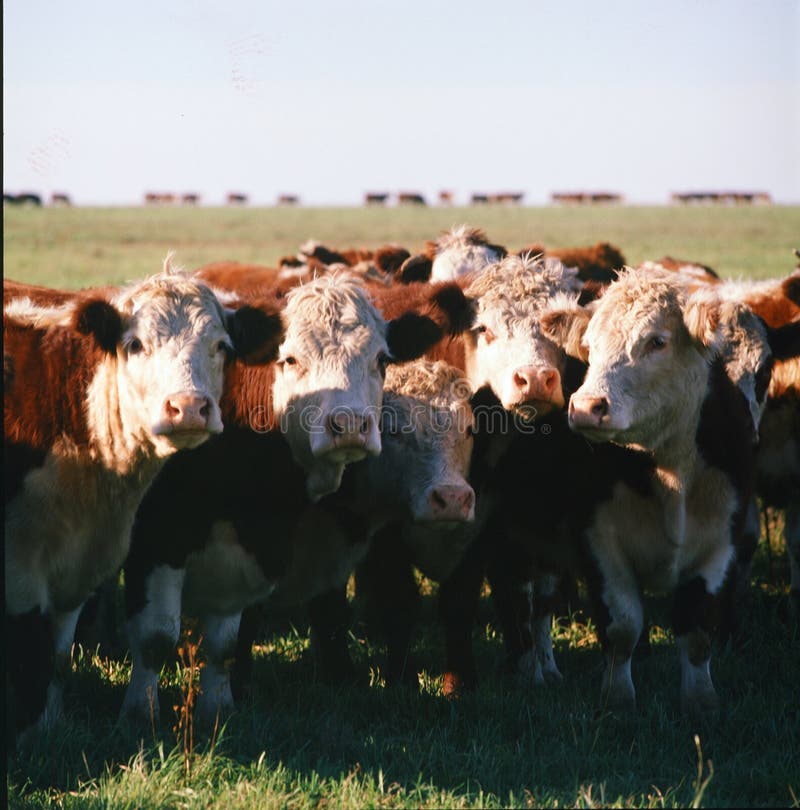 Brauner Rind Hereford Kuh Auf Dem Land Stock Image - Image of mammal ...