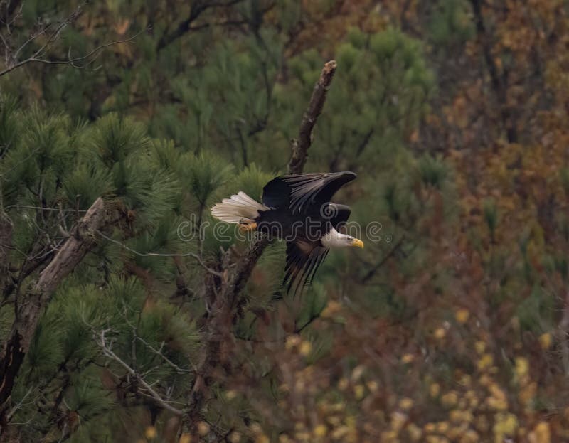 Brave Bald Eagle (Haliaeetus Leucocephalus) Flying Over the Trees Stock ...