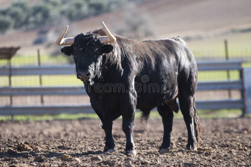 Brave bull in the field stock image. Image of grazing - 268746711