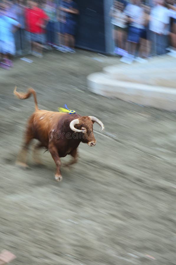 Brave Bull Going Out To the Town Square Stock Photo - Image of antler ...