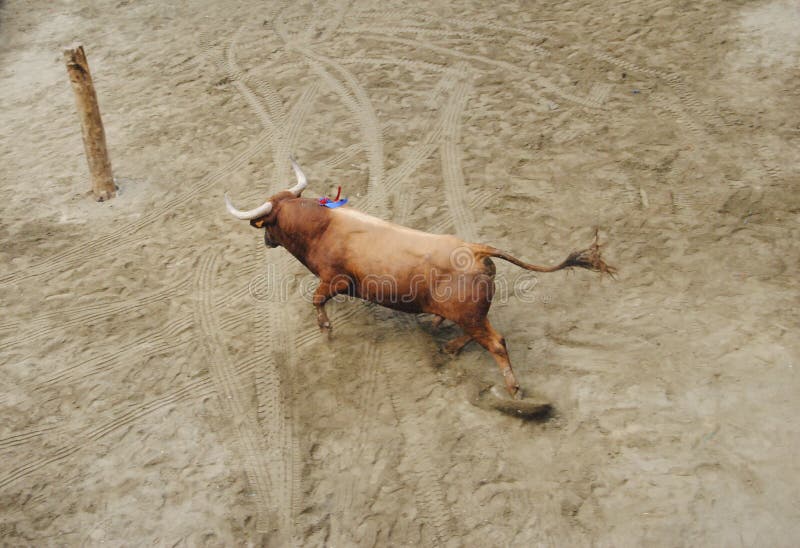 Brave Bull Going Out To a Town Square Stock Photo - Image of danger ...