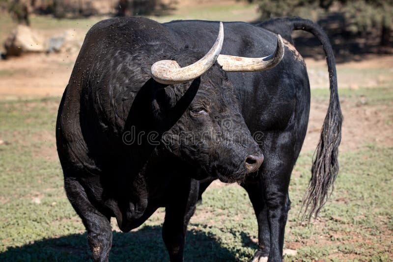Brave Bull or Lidea Bull in the Field Stock Image - Image of mammal ...
