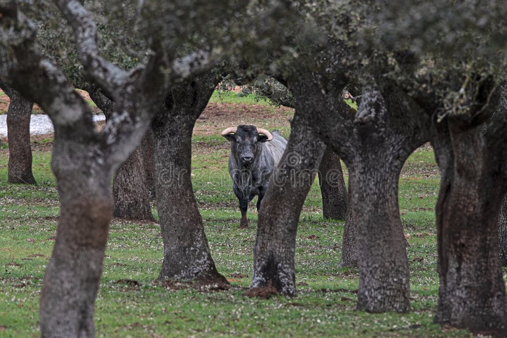 Brave Bull among the Oaks of the Pasture Stock Image - Image of ...