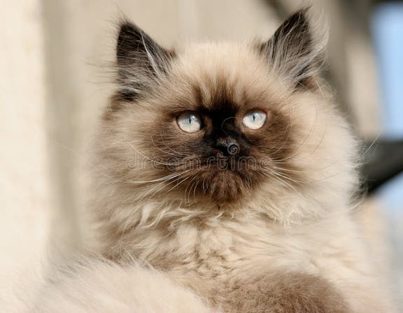 Brave Cat stock image. Image of macro, detail, amimal, smart - 867745