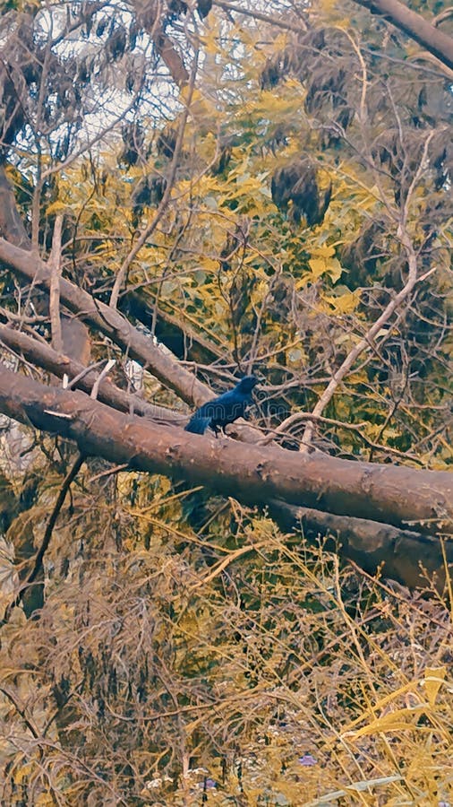 A Brave Crow in the Lawu Mountain Indonesia Stock Image - Image of ...