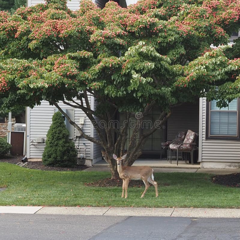 The Brave Deer Comes in To the Development. Stock Photo - Image of yard ...