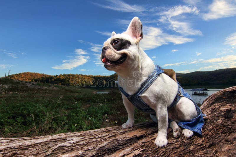 Brave dog stock photo. Image of jeans, river, puppy, strive - 90010318